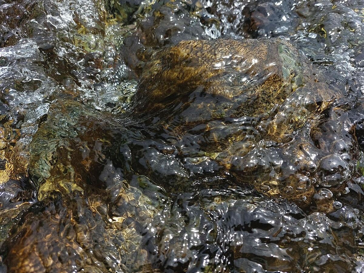 Toxic algae in Aparima River at Thornbury